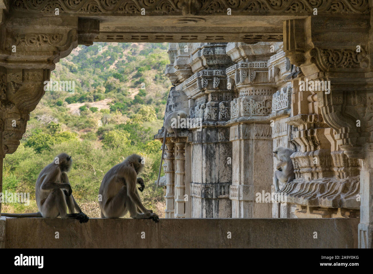 monkeys in indian temple Stock Photo - Alamy