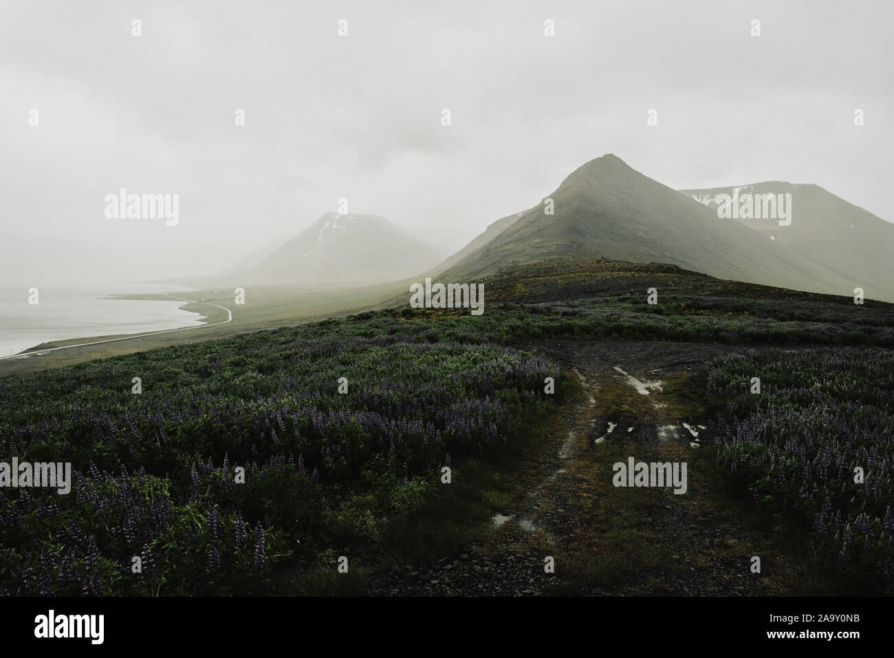 Wet moorland hi-res stock photography and images - Alamy