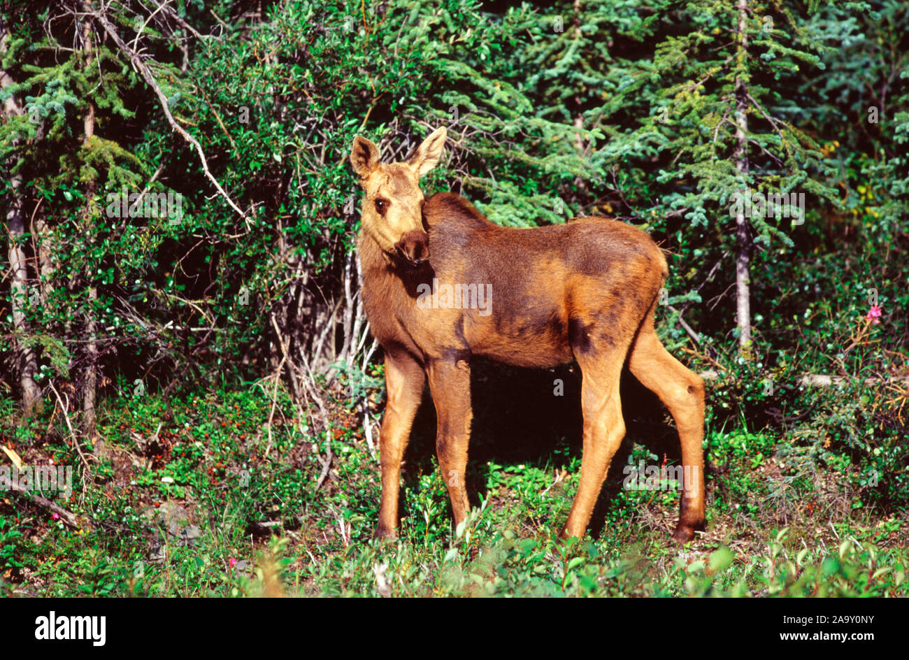 Elchkalb in der Taiga; Moose calf in taiga; Alces alces; Denali NP ...