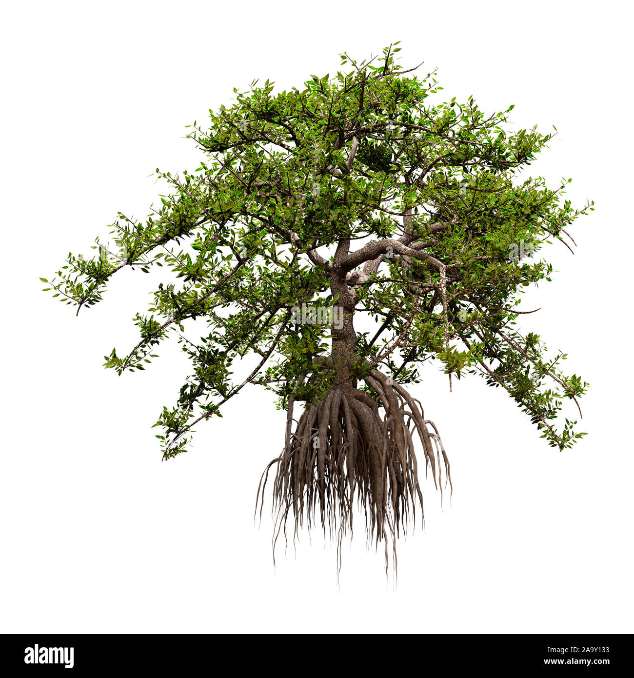 3D rendering of a green mangrove tree isolated on white background ...