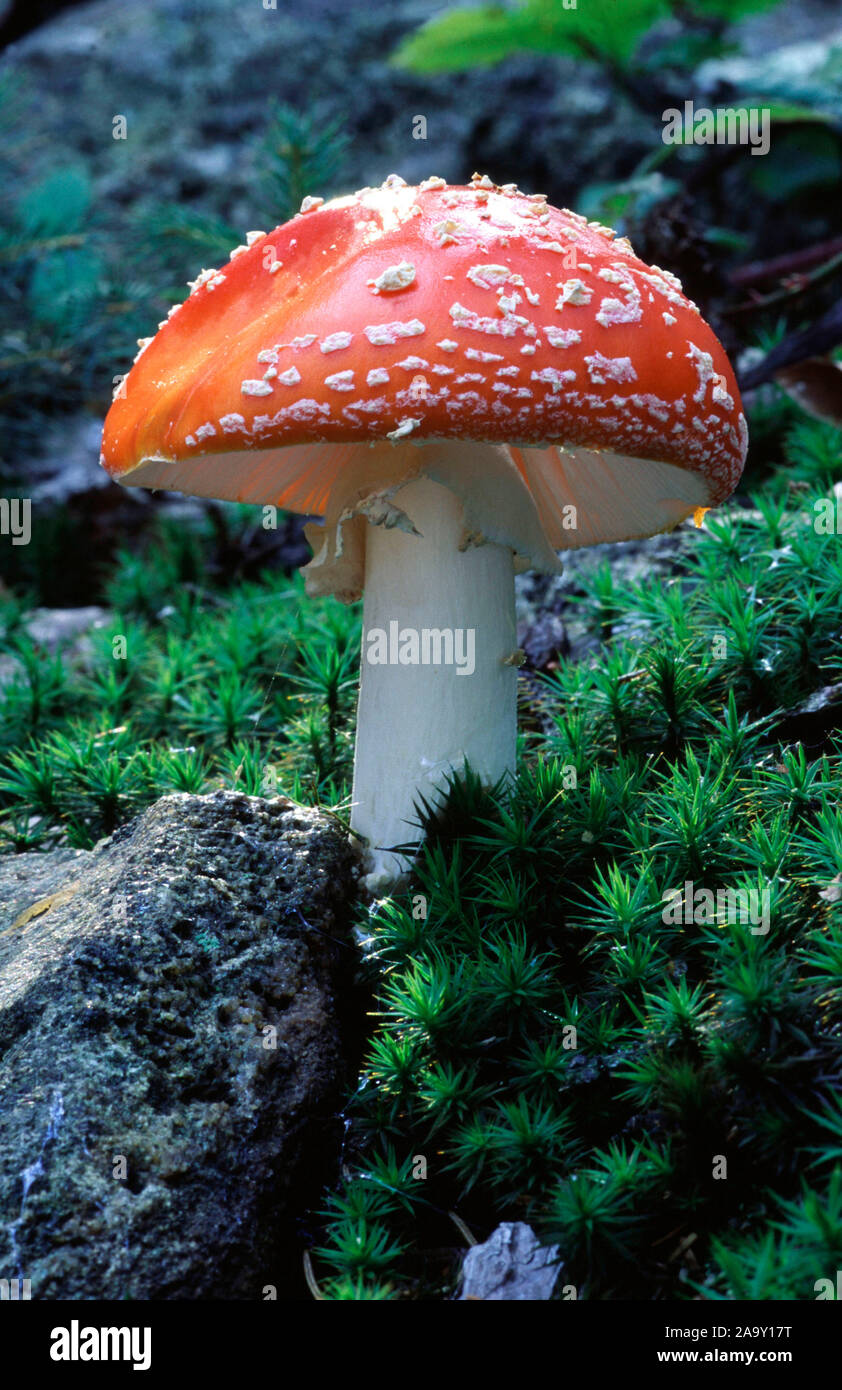Pilz moos wald hi-res stock photography and images - Alamy