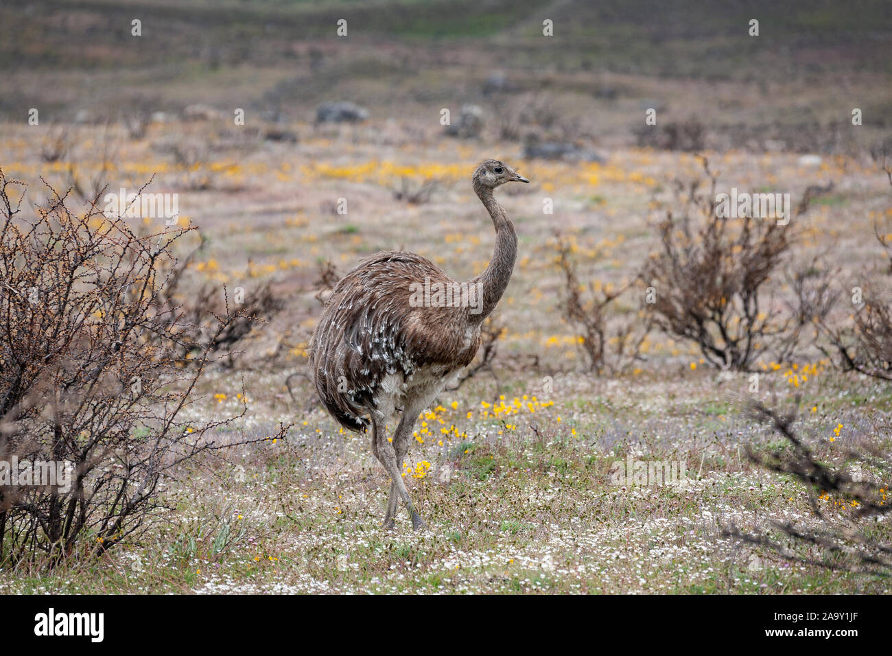 A large flightless Rhea (Rhea americana) in Torres Del Paine National ...