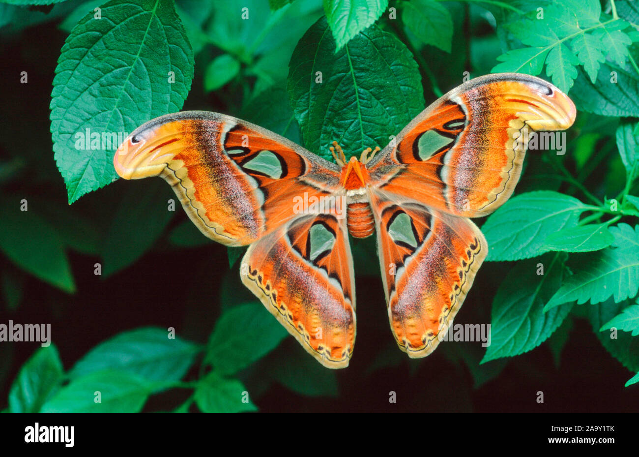 Atlasspinner mit geöffneten Flügeln; Giant Atlas with open wings ...
