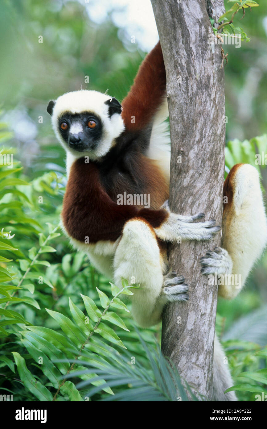 Propithecus verreauxi coquereli hi-res stock photography and images - Alamy