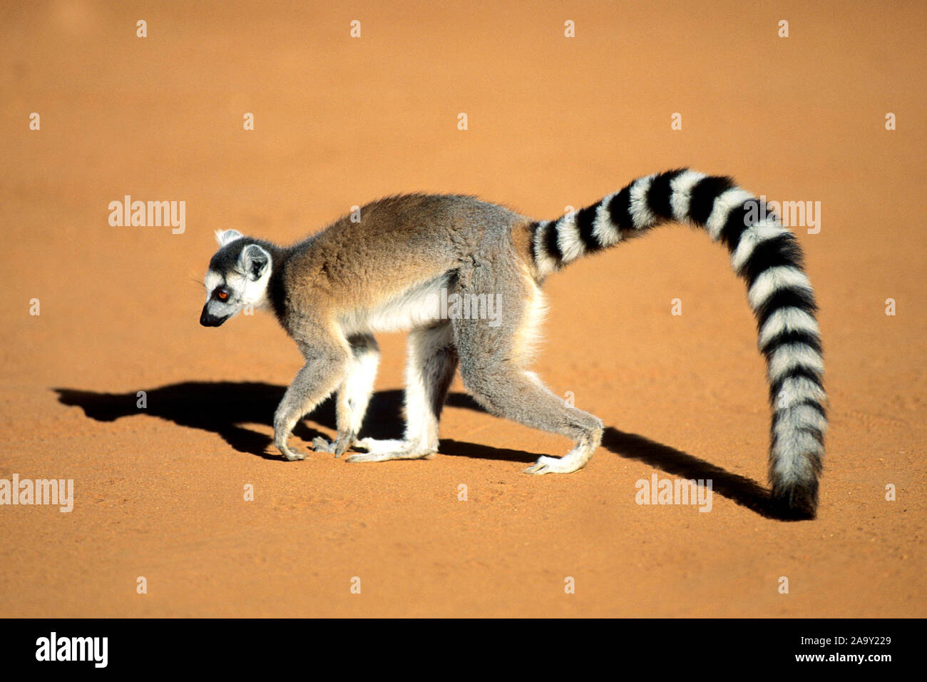Madagaskar tier hi-res stock photography and images - Alamy