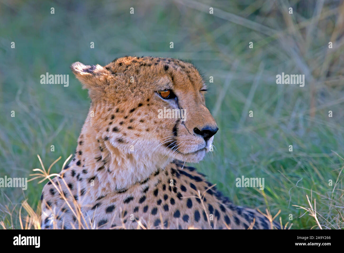 Afrika, Botswana, Gepard, Acinonyx jubatus Stock Photo - Alamy