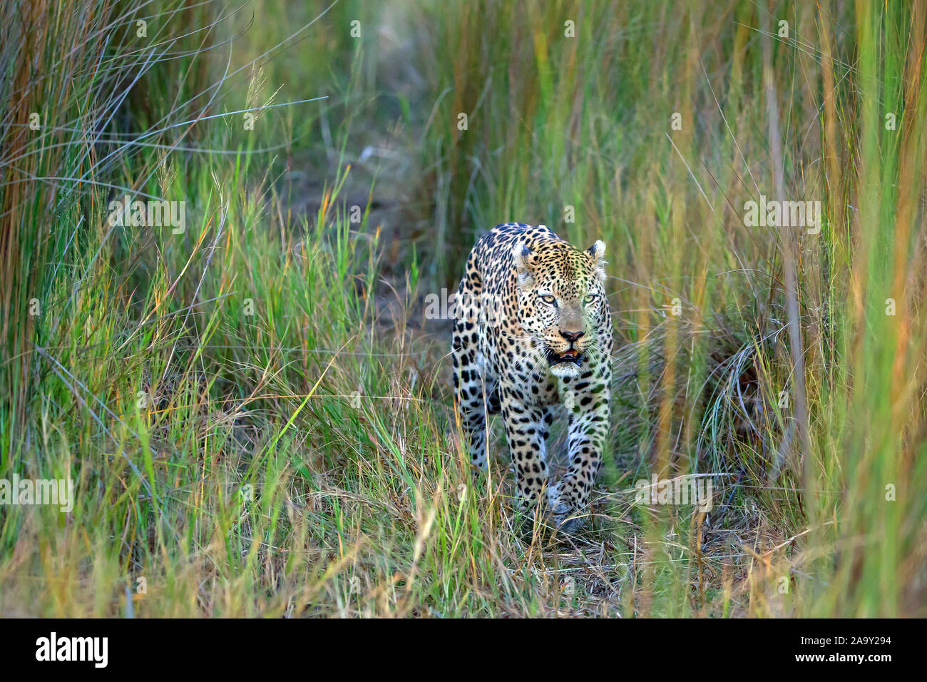 Leopard, Panther, Phantera pardus, maennlich, Botswana, Afrika ...