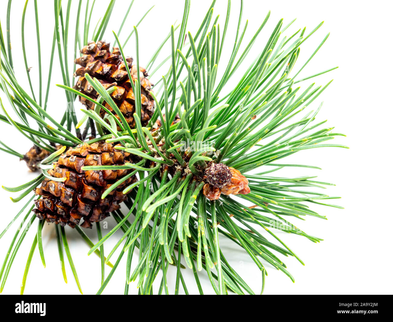 Pine with pinecone isolated on white background Stock Photo - Alamy Pine with pinecone isolated on white background Stock Photo - Alamy