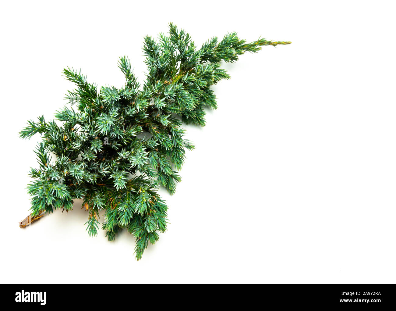 Common juniper isolated on white background Stock Photo - Alamy