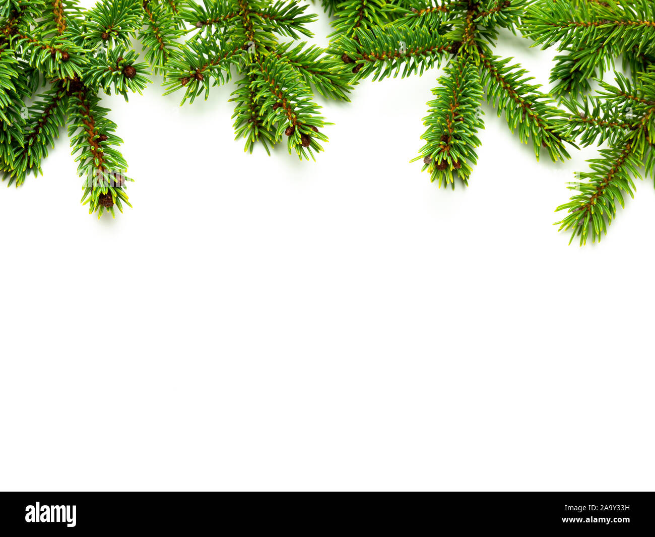 Border fir branches isolated template card Stock Photo - Alamy