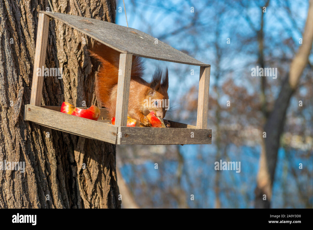 Cute red squirrel eats food in the bird feeder. Wild animal survival in ...