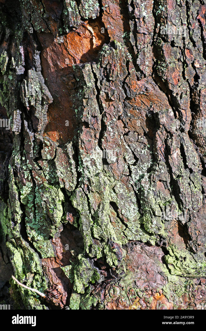 Tree trunk with moss in the woods autumn time Stock Photo - Alamy