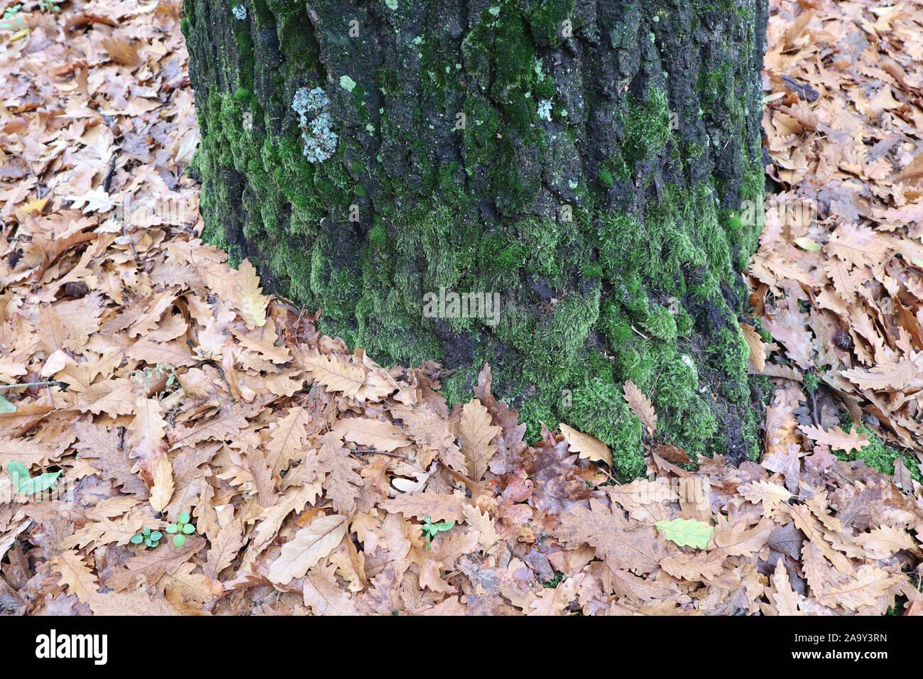 Tree trunk with moss in the woods autumn time Stock Photo - Alamy