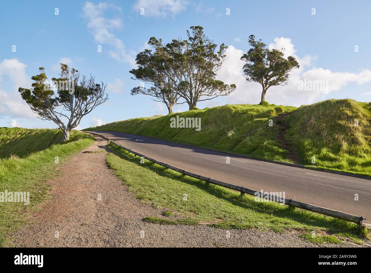 Green trees in a park Stock Photo - Alamy