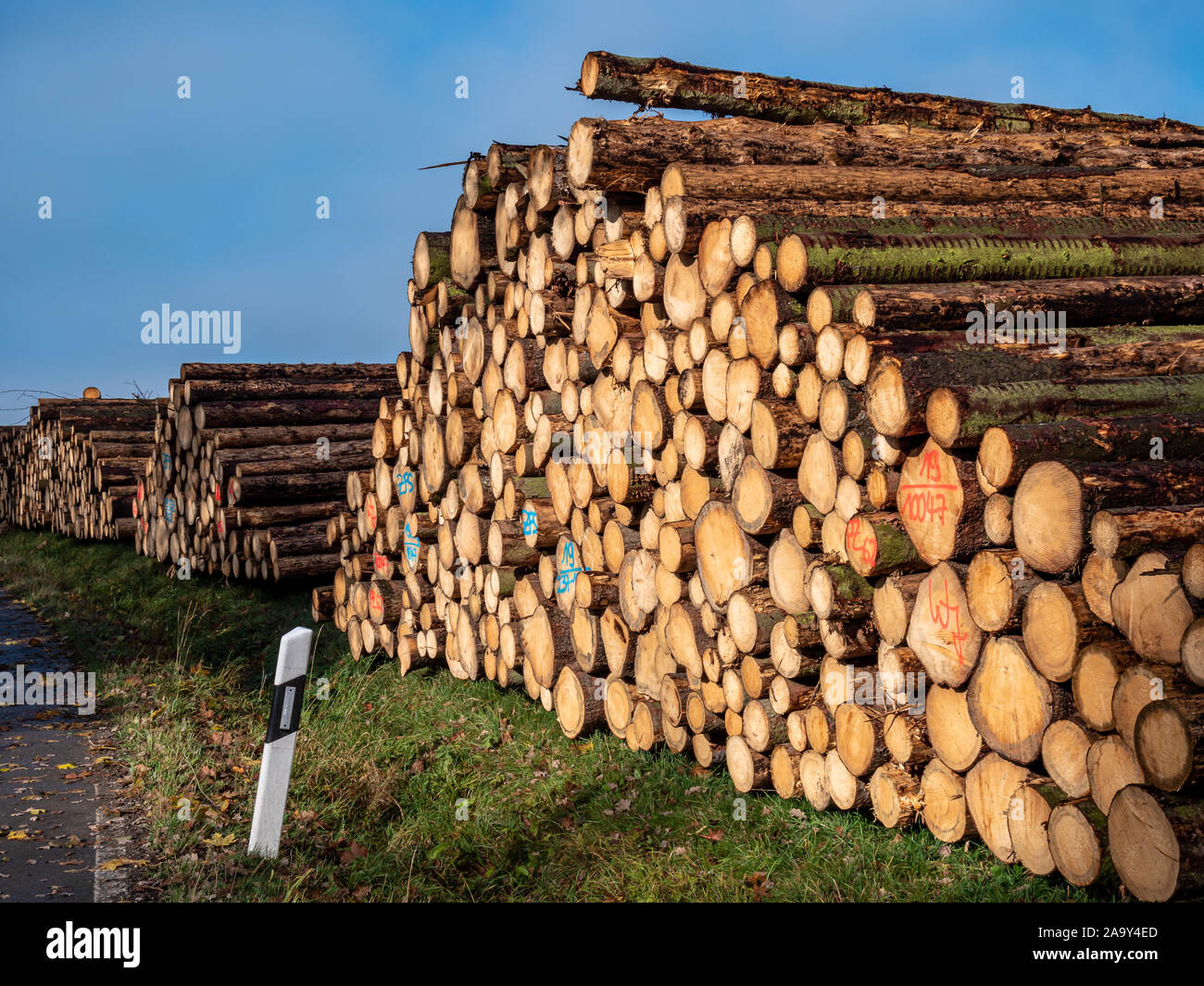 Wooden Forestry felled tree trunks Stock Photo - Alamy