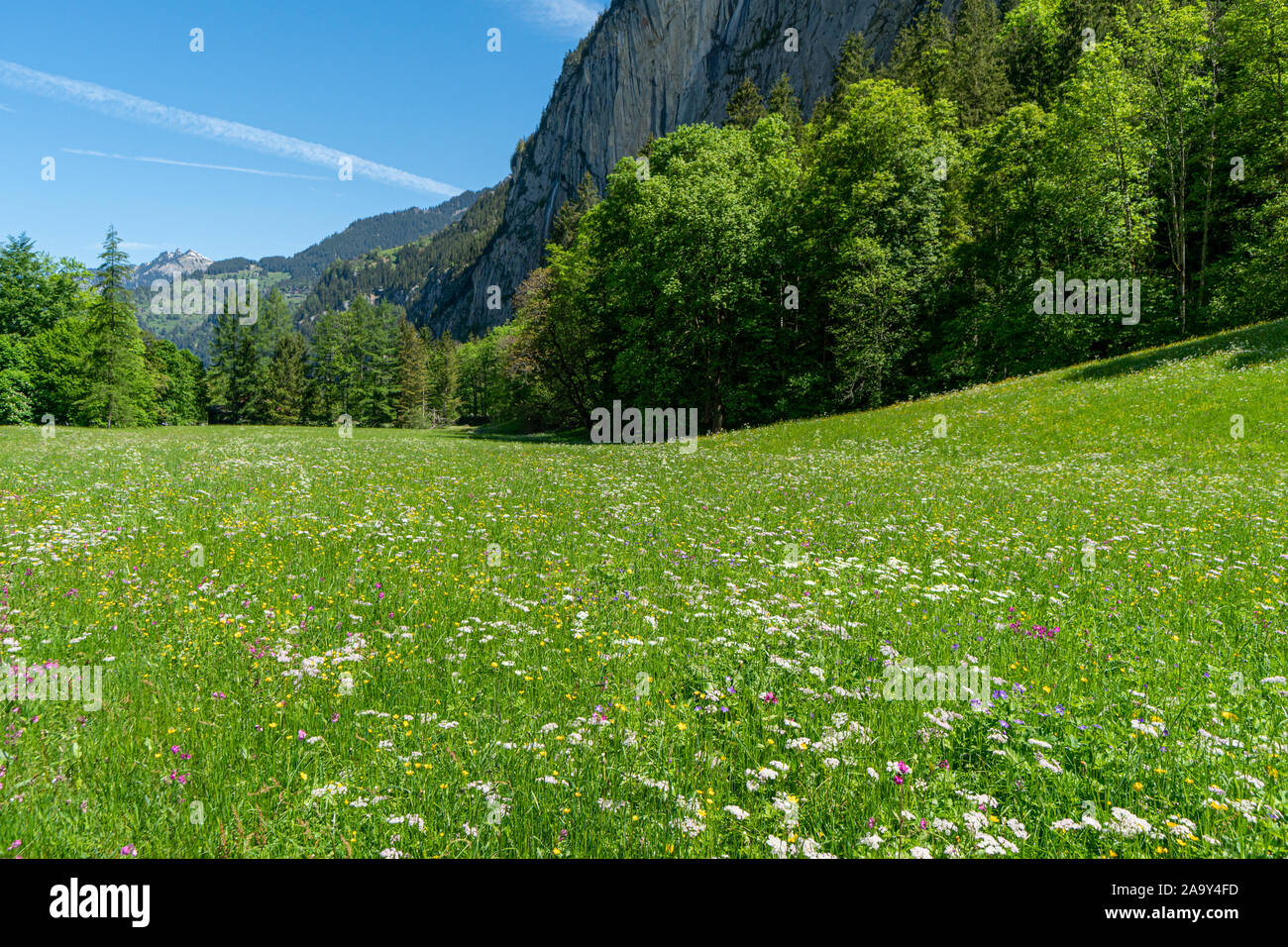 Beautiful spring field hi-res stock photography and images - Alamy