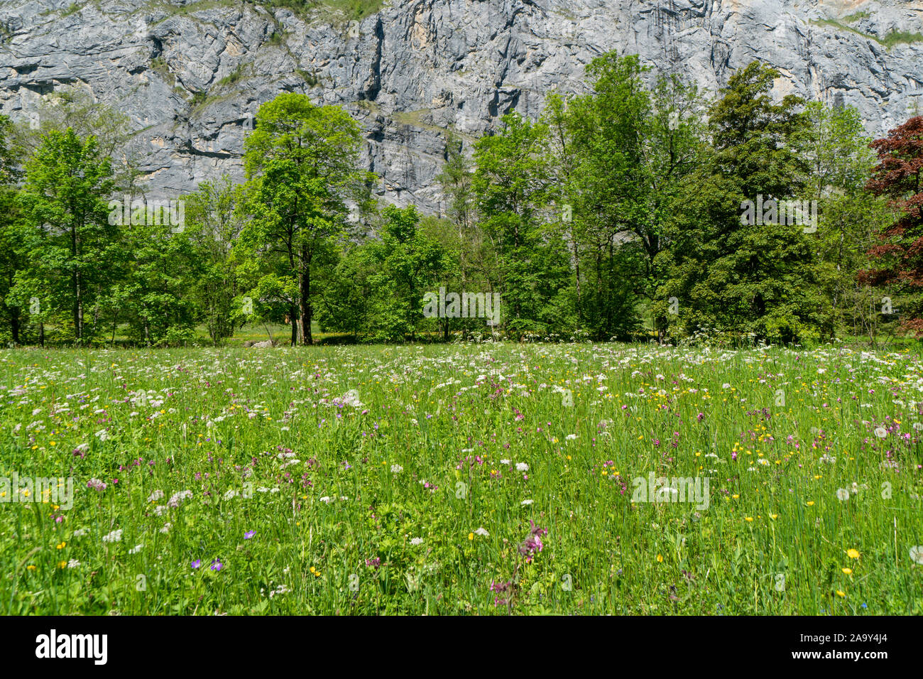 Beautiful spring field with trees and rocks in the background in ...