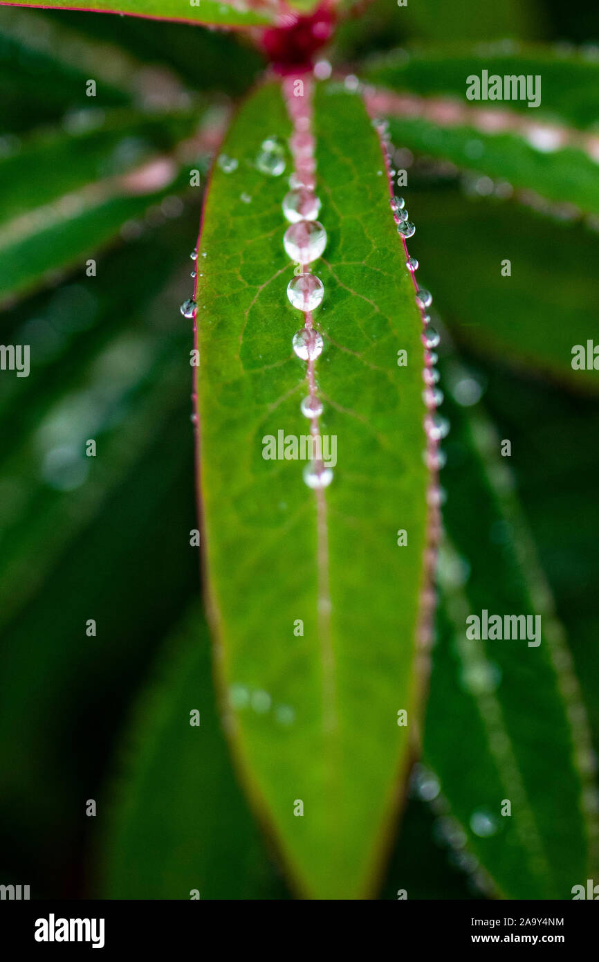 Macro close ups of plants and leaves in Republic of Ireland Stock Photo ...