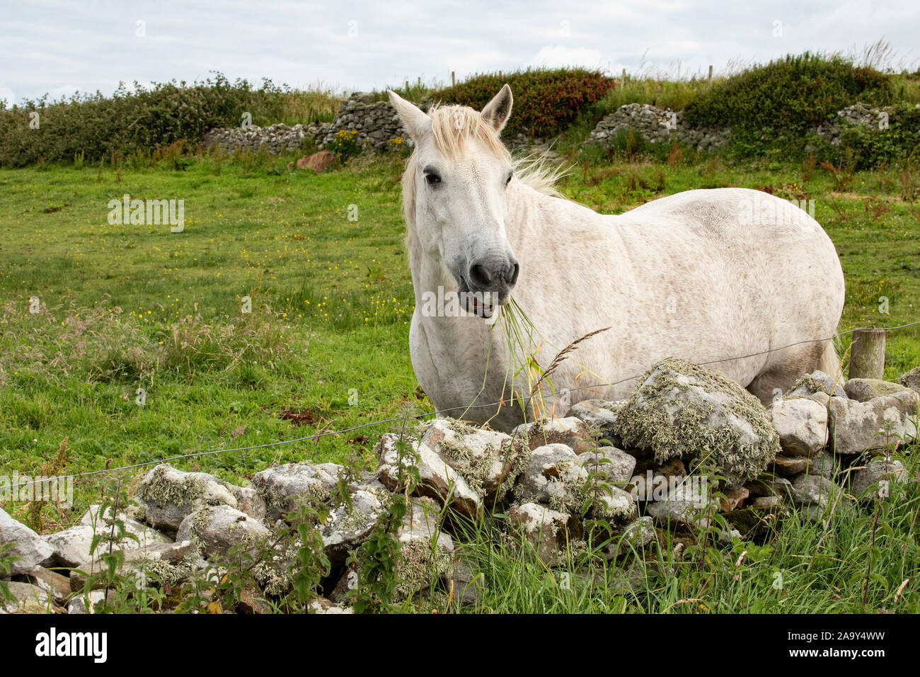 Sligo horse hi-res stock photography and images - Alamy