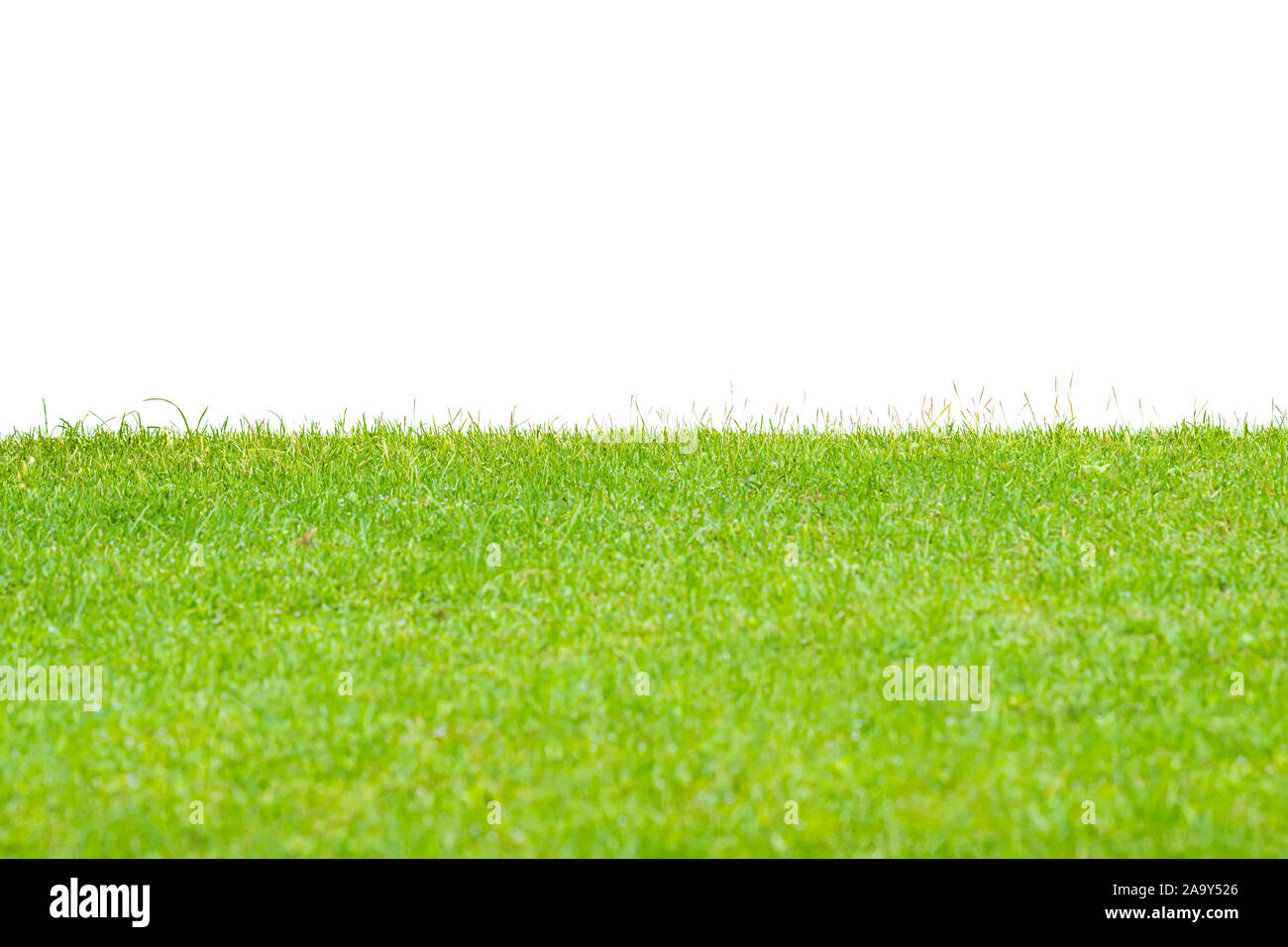 Fresh green grass in a lawn isolated on white background Stock Photo ...