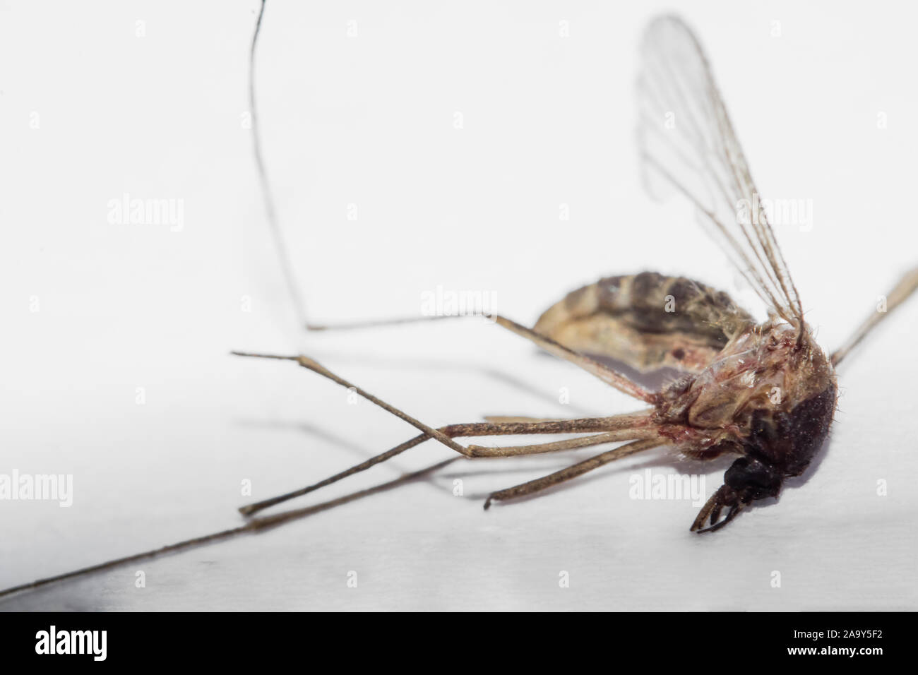 Isolated dead infectious mosquito, transmitting diseases. White ...