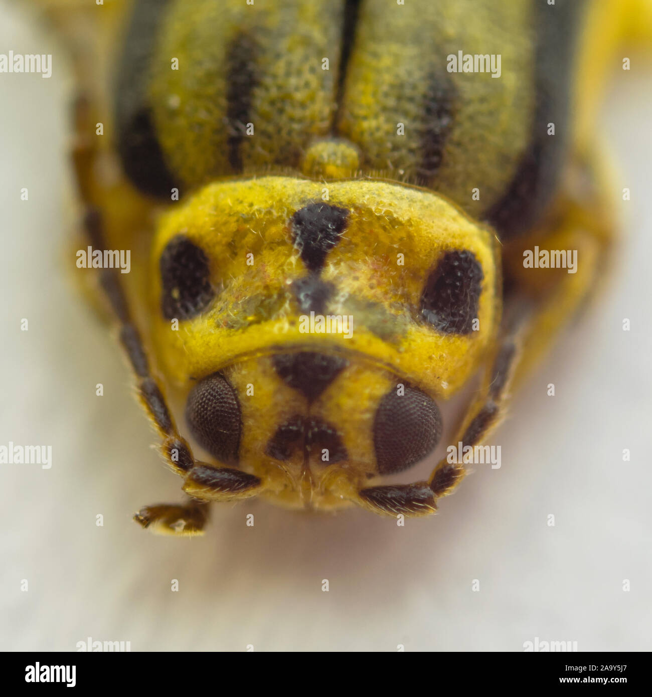 Isolated yellow beetle head that looks like a bee. White background ...