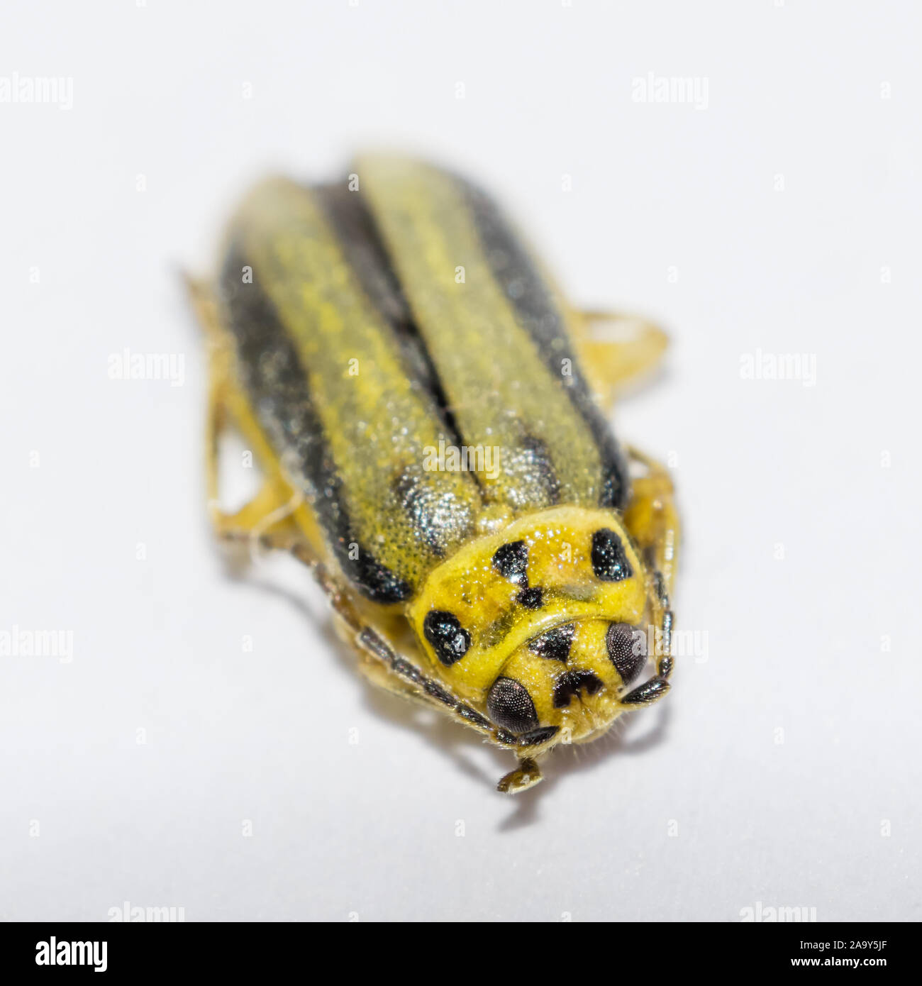Isolated yellow beetle, looking like a bee.White background, focus on ...