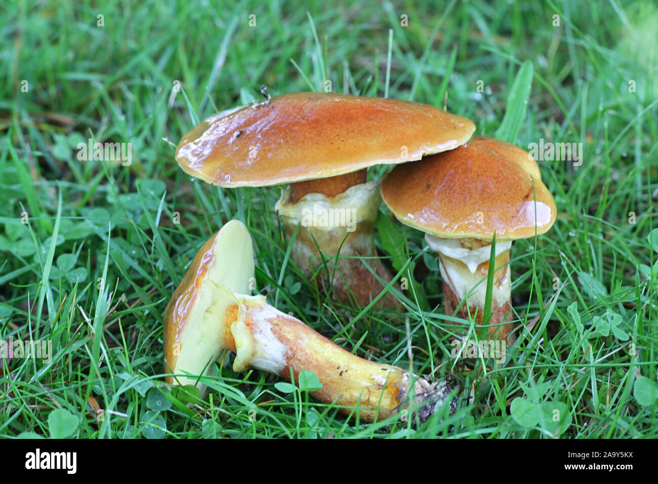 Suillus grevillei, known as Greville's bolete or larch bolete, wild ...