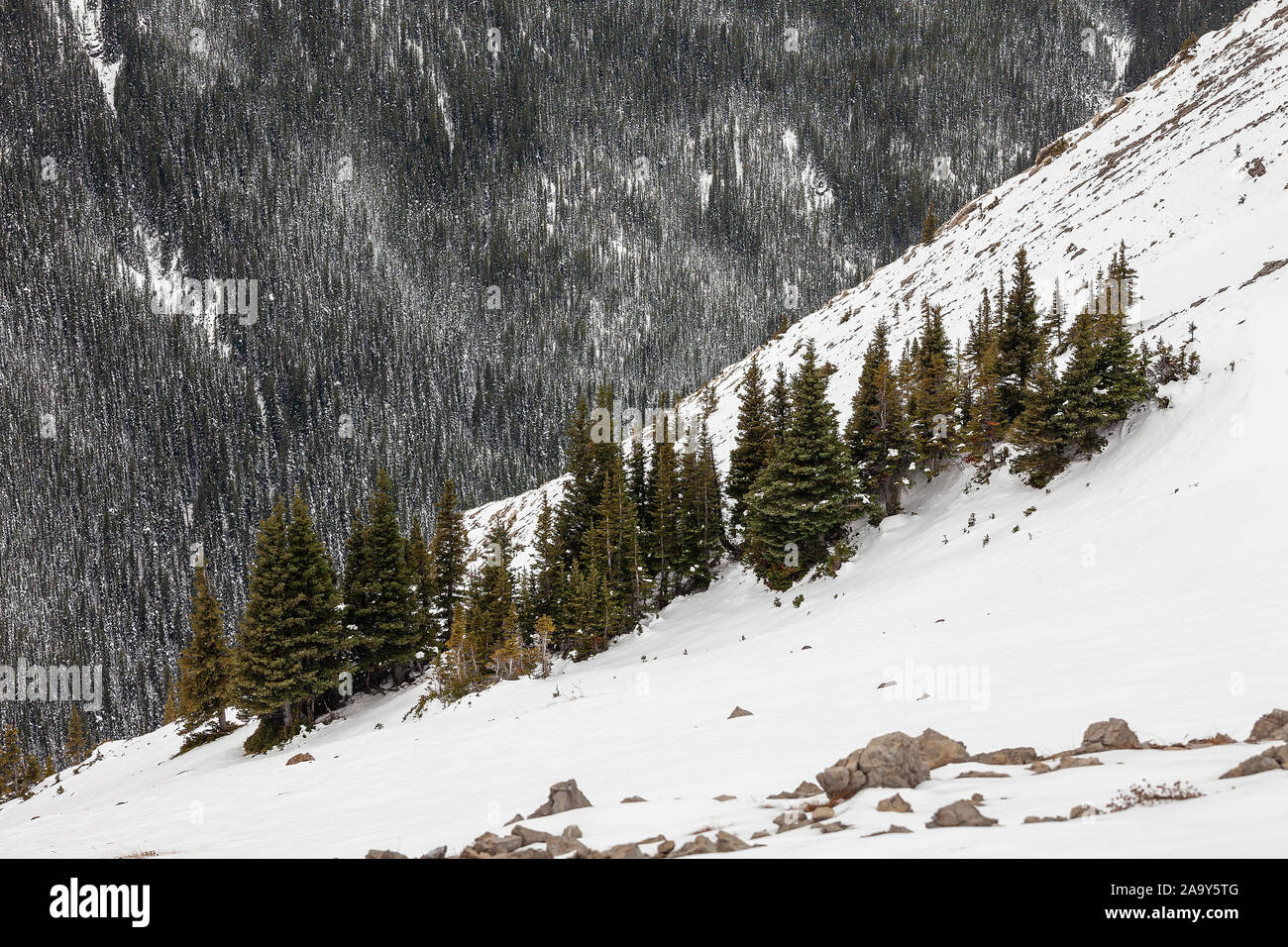 Sub-Alpine forest and trees, Jasper, Alberta, Canada Stock Photo - Alamy
