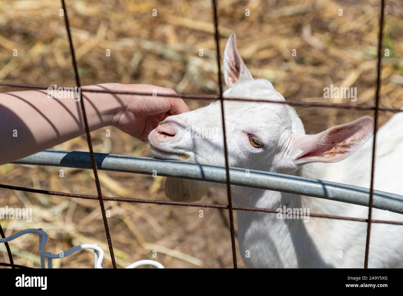 Hand reaching in to a white goat behind a fence Stock Photo - Alamy