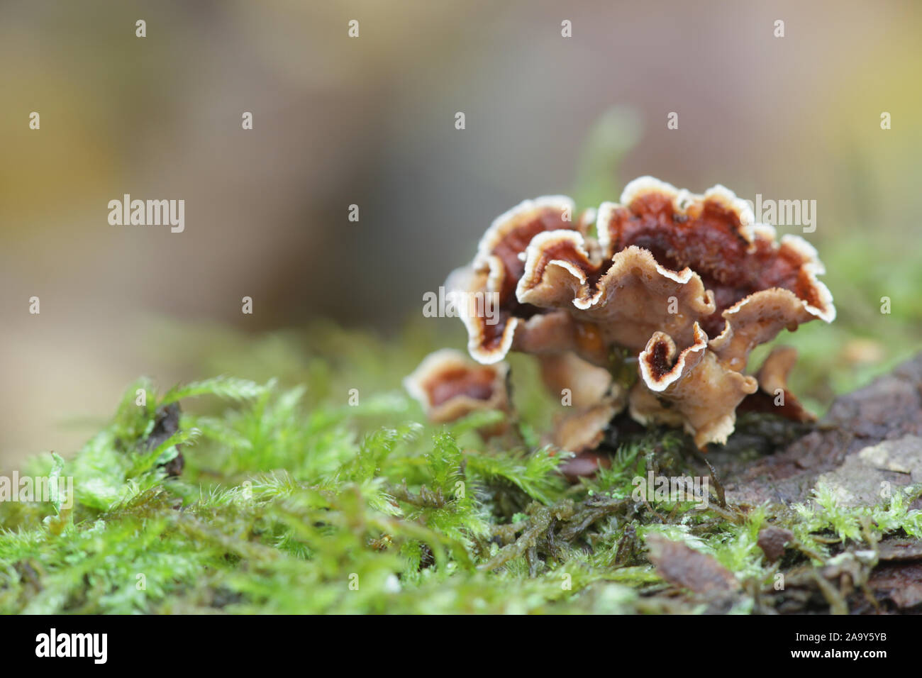 Stereum gausapatum, known as Bleeding Oak Crust, wild fungus from ...