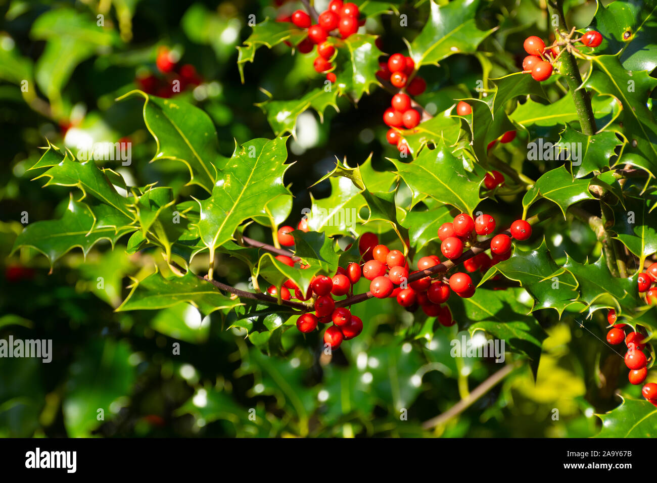 Holly (Ilex aquifolium) with bright red berries and prickly leaves ...