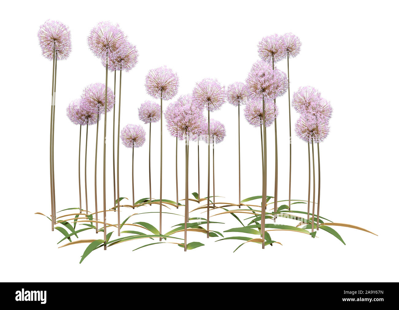 3D rendering of allium flowers on white background Stock Photo - Alamy