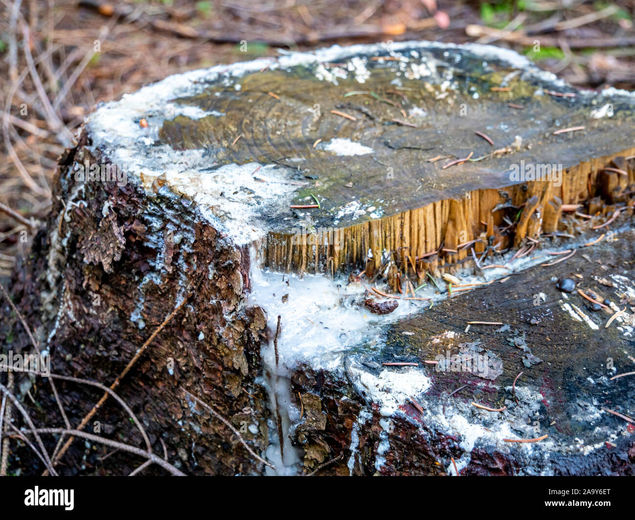Tree trunk with tree resin Stock Photo - Alamy