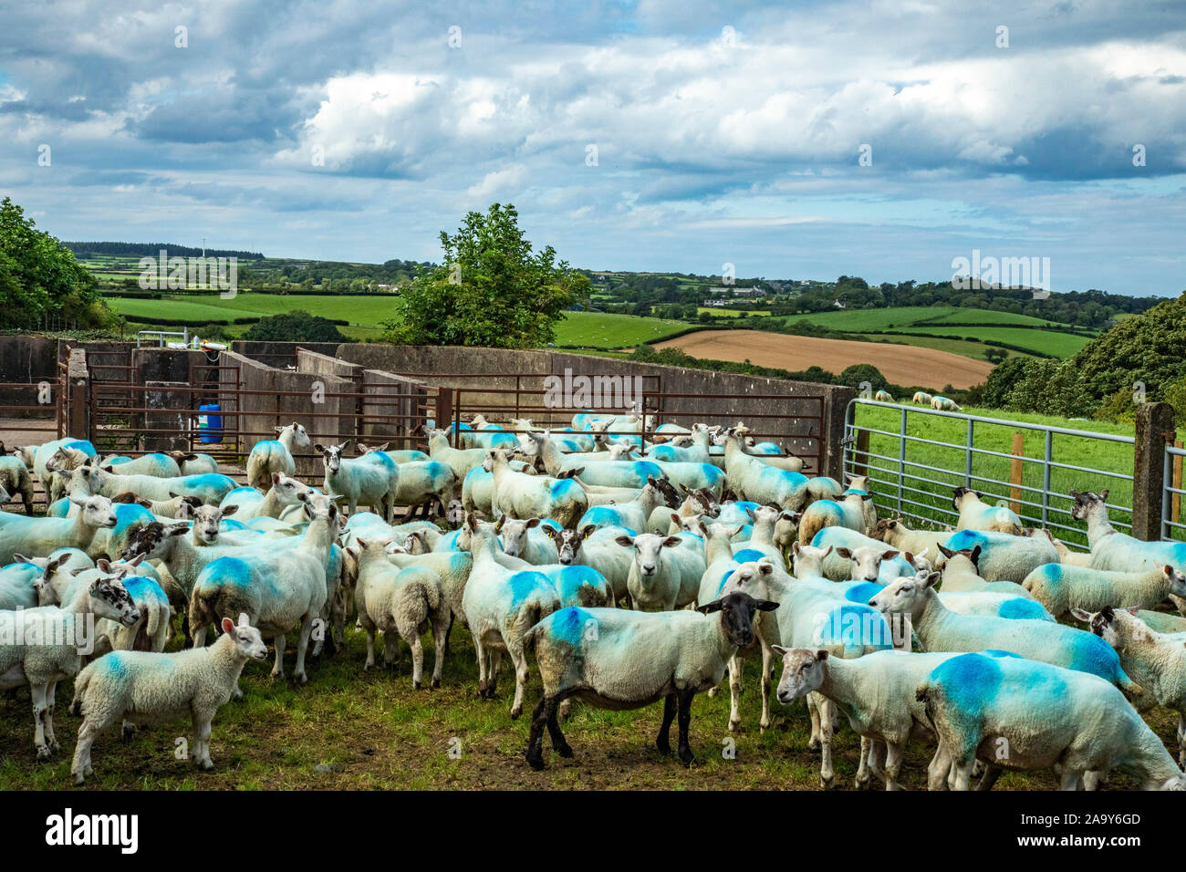 Sheep farmed for wool in Northern Ireland Stock Photo - Alamy