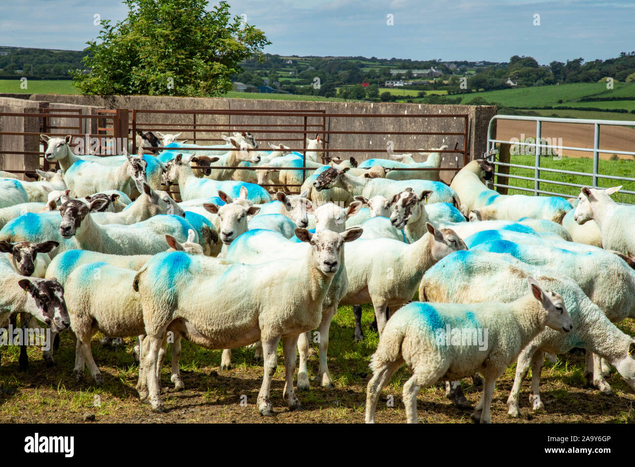 Sheep farmed for wool in Northern Ireland Stock Photo - Alamy