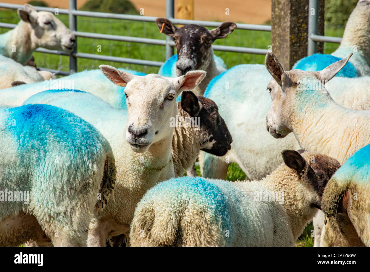 Sheep farmed for wool in Northern Ireland Stock Photo - Alamy