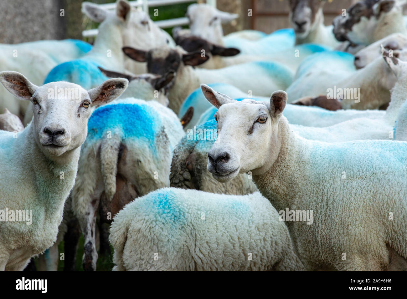 Sheep farmed for wool in Northern Ireland Stock Photo - Alamy