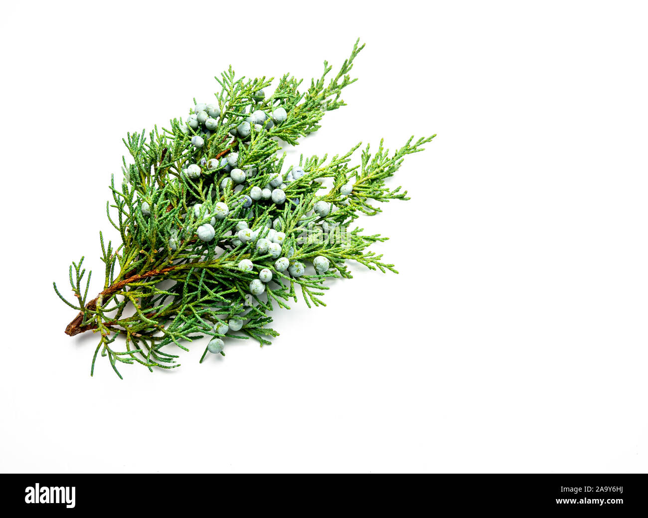 Juniper isolated on white background Stock Photo - Alamy