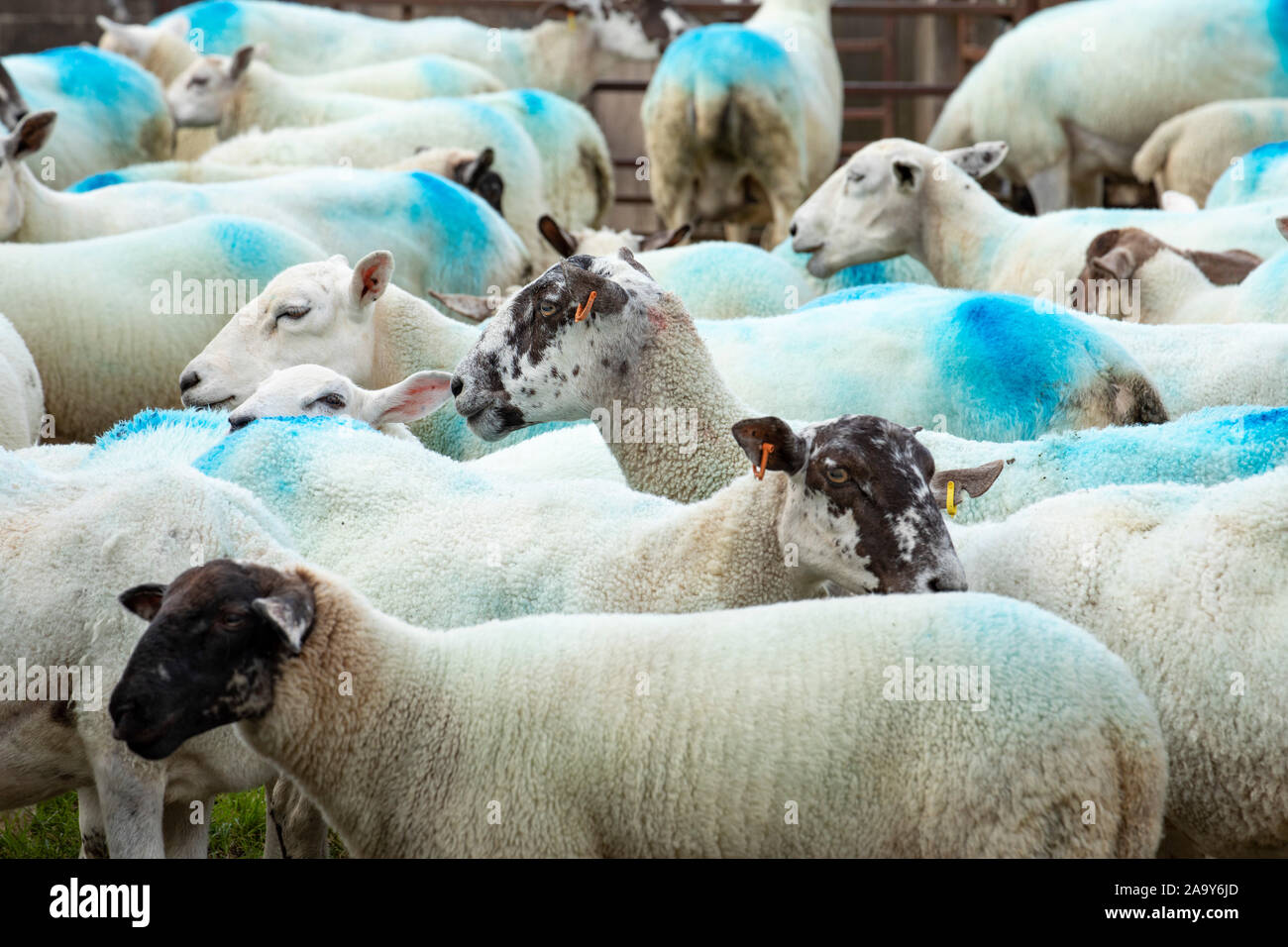 Sheep farmed for wool in Northern Ireland Stock Photo - Alamy