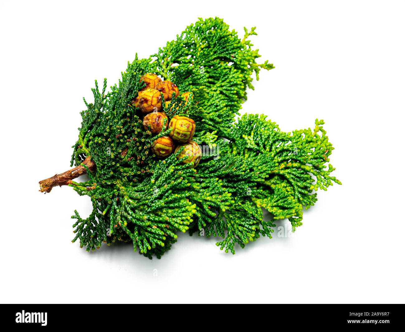 Thuja green twig cones hi-res stock photography and images - Alamy