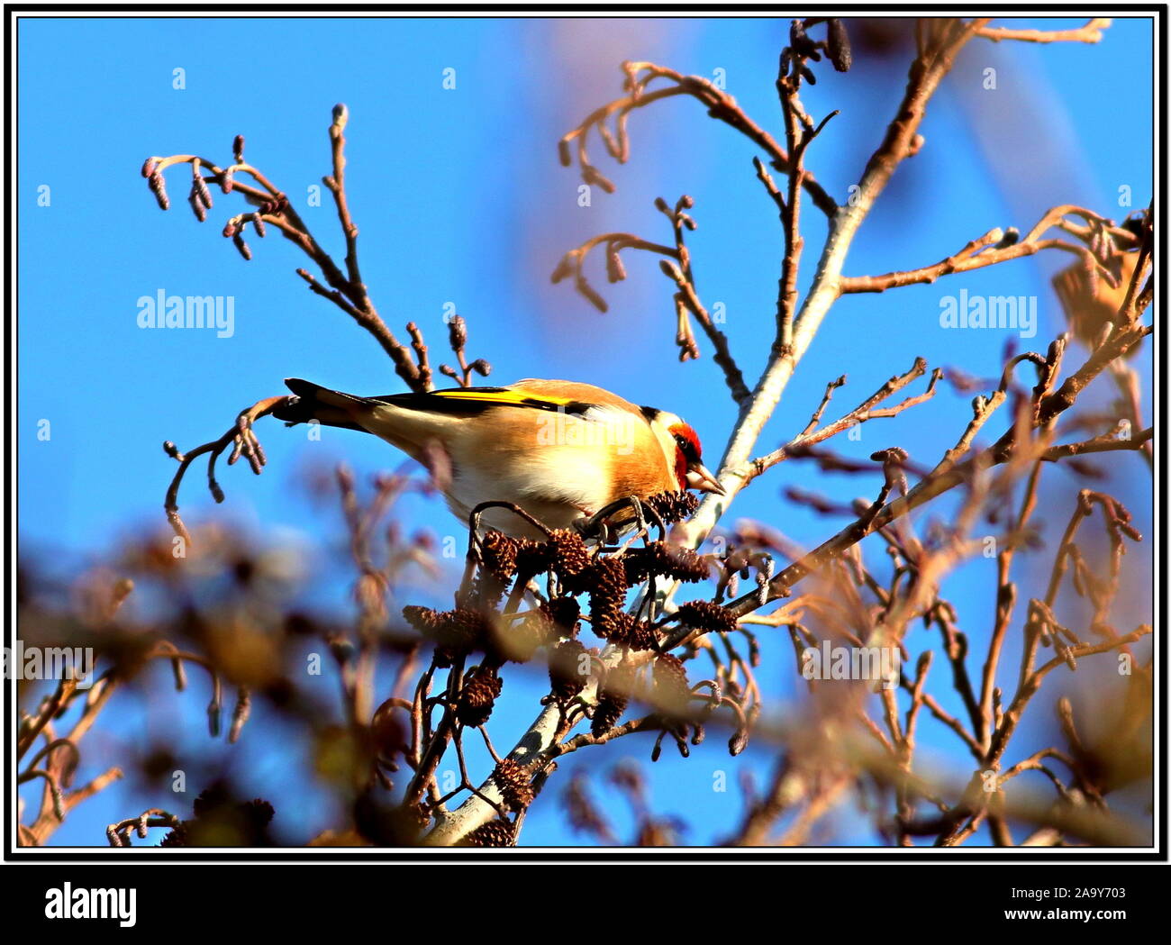 Gold finch hi-res stock photography and images - Alamy