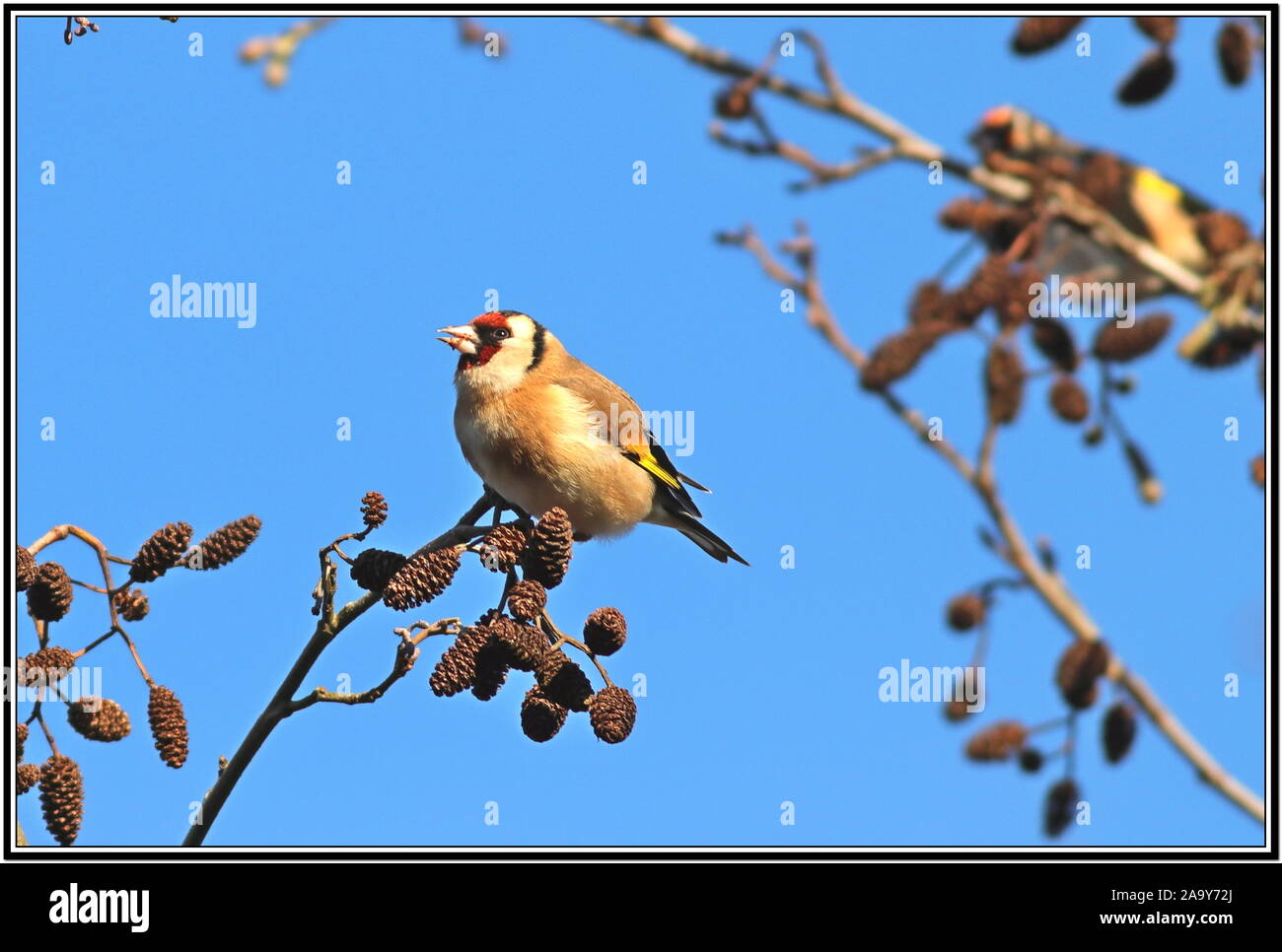 Gold finch hi-res stock photography and images - Alamy