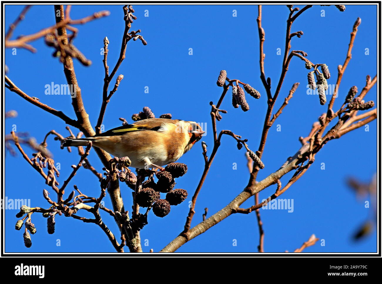 Gold finch hi-res stock photography and images - Alamy