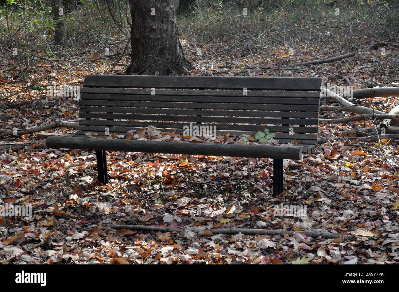 A Wooden Bench in the Woods Stock Photo - Alamy