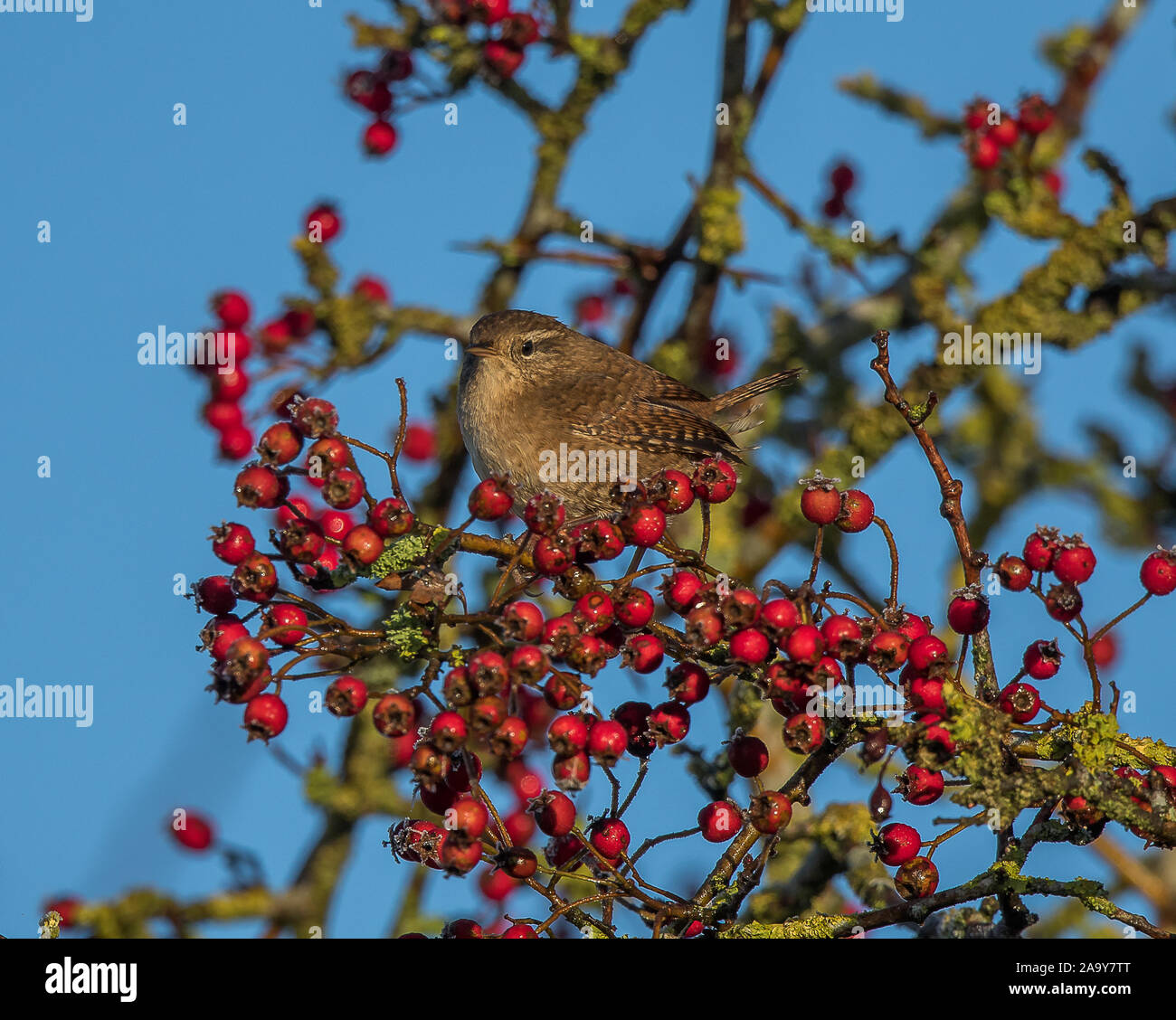 Wren in open countryside hi-res stock photography and images - Alamy