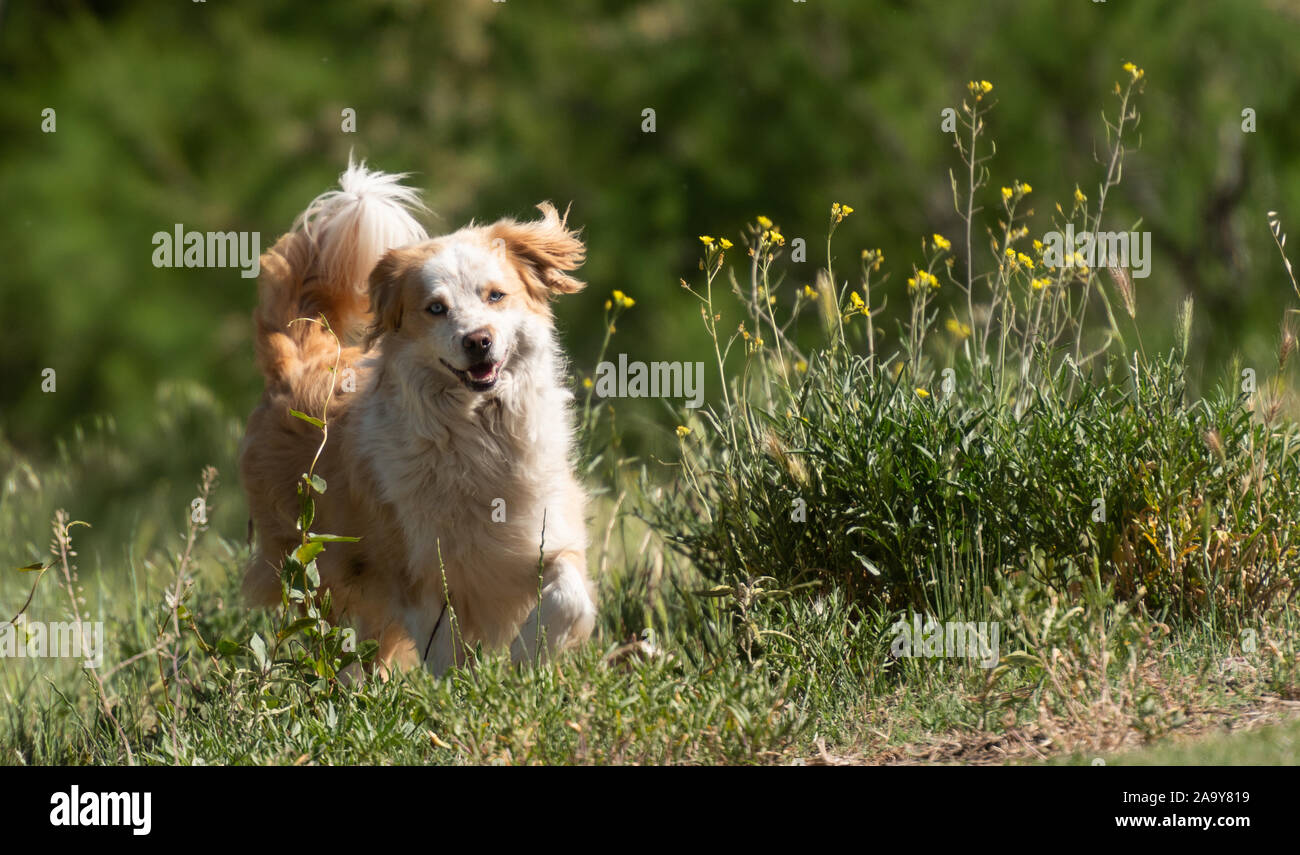 Joyful activity with dog hi-res stock photography and images - Alamy