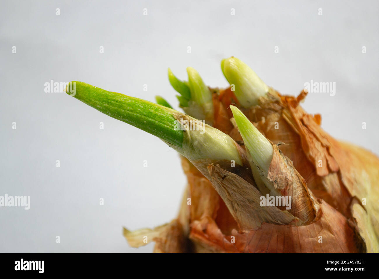 Sprouting onion, Allium cepa Stock Photo - Alamy