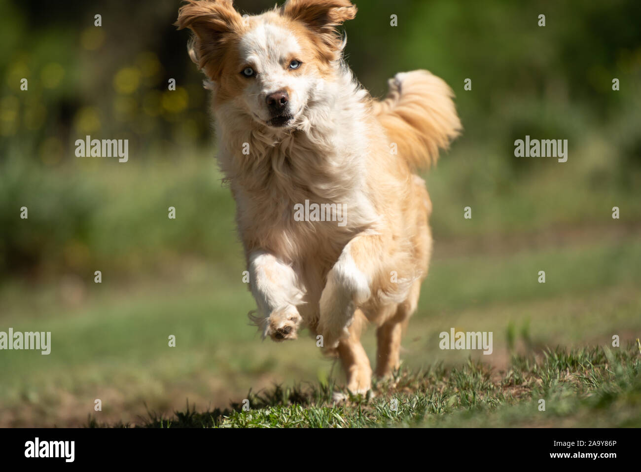 A long hair dog running towards the camera Stock Photo - Alamy
