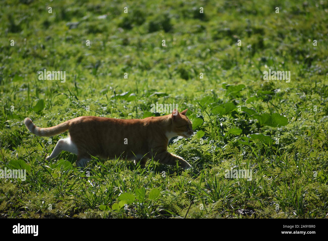 Cat on the run Stock Photo - Alamy